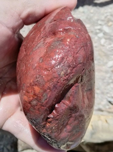 1 Lb 14 oz Colorado River DINOSAUR COPROLITE Arizona Fossil Fossils ...