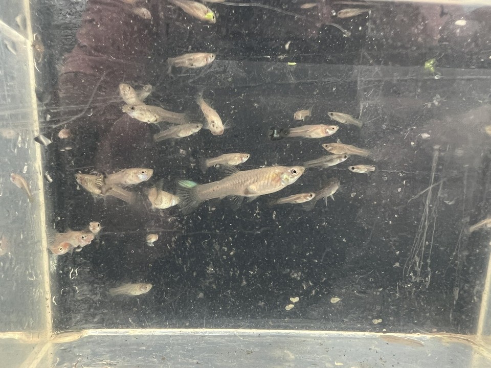 Guppy 25 Count - Feeder Fish - Small Plain Guppies - Rand Color Local ...