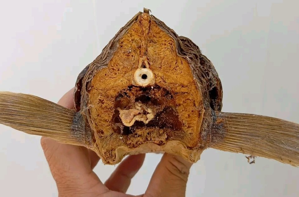 Real Genuine Giant Snakehead Fish Skull Taxidermy Mount Tooth Skeleton ...