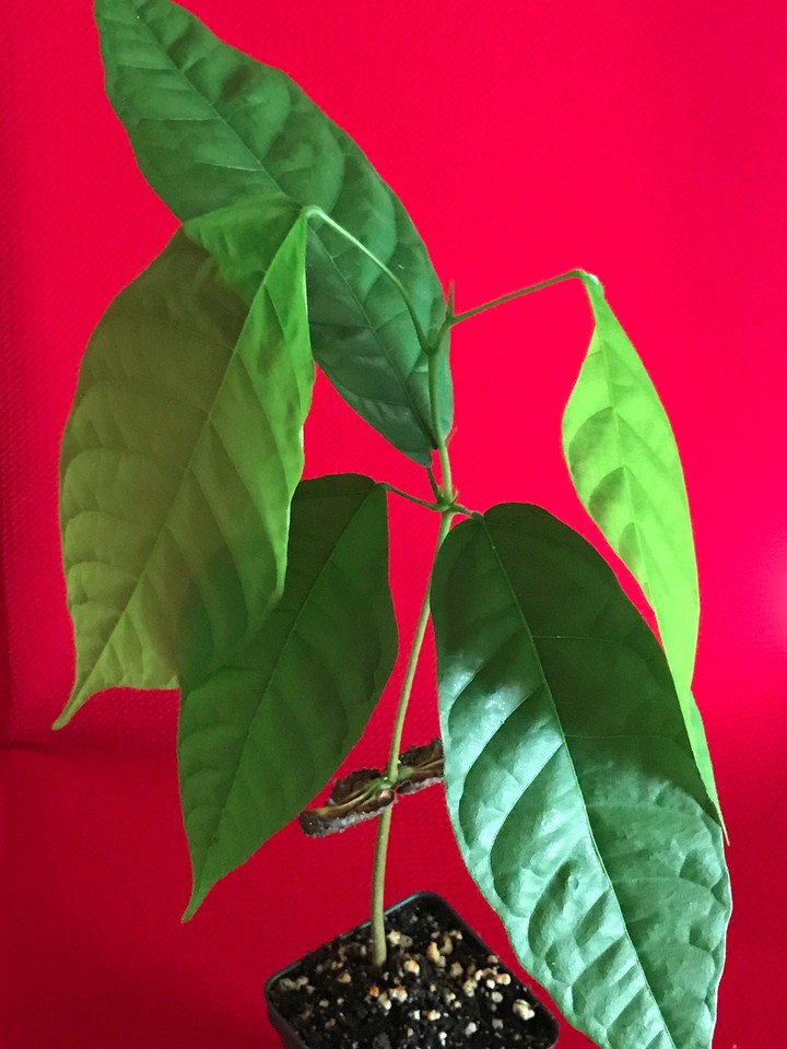 FORASTERO Theobroma Cacao Cocoa Chocolate Tree Potted Plant Yellow Pod ...