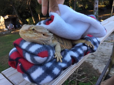 PLAID PRINT DESIGN1 LRG BED SOFTCOVERS SET/ NO ATTACH FRAME BED 4 ...