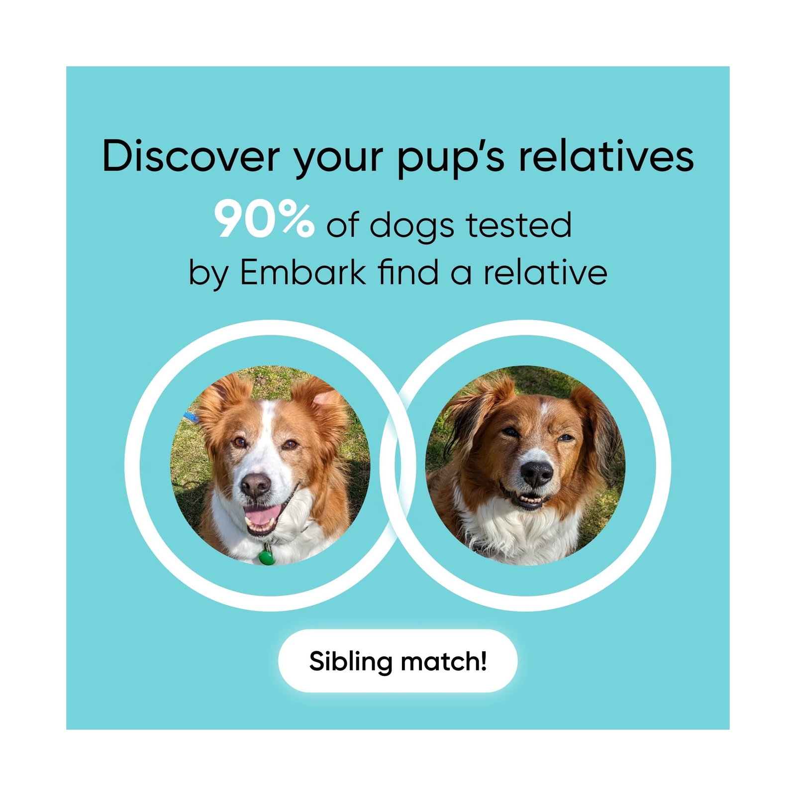 Embark DNA101 DNA Test Kit for Dogs for sale online | eBay