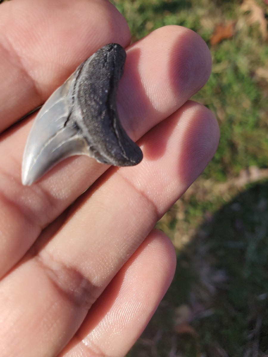 Thresher Shark Tooth