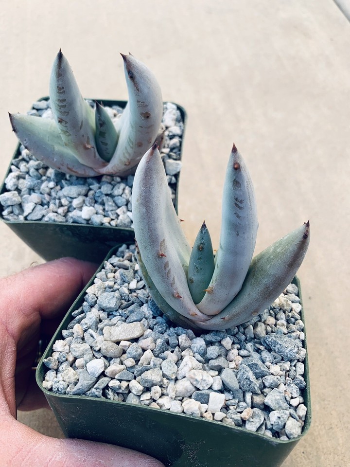Aloe Aculeata ‘Blue Clone’ - Rare Aloes Cactus Succulents Agave Cacti ...