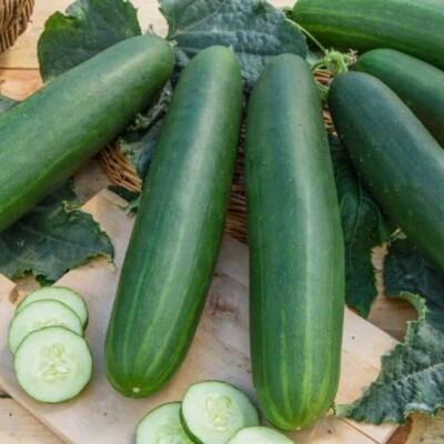 Lot De 10 Graines De Concombre Gynial HF1 Semences Graines Seed | eBay