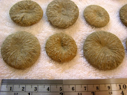 Coral fossil Cretaceous Cycloseris cyclolites 2 fossil lot 1-1.5" N ...