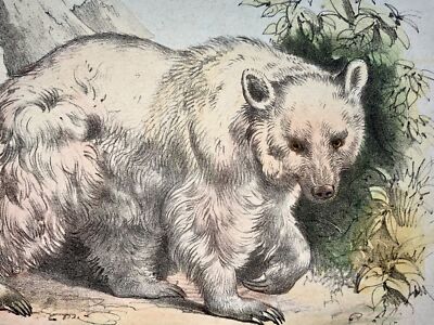 1864 Bear, hand colored stone lithograph | eBay