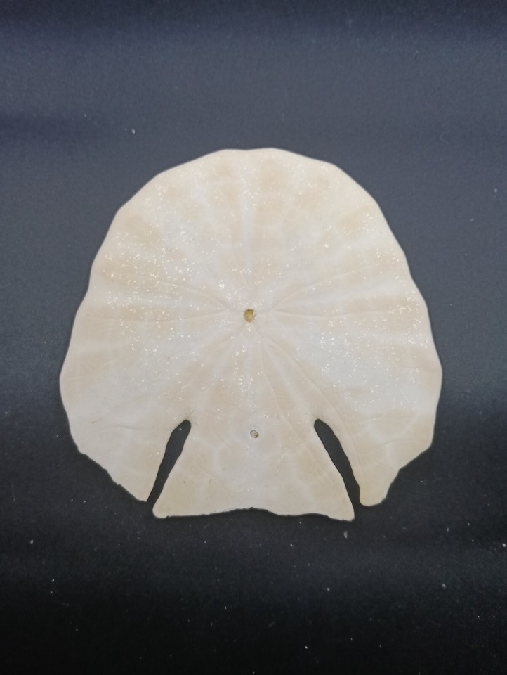 Giant 13cm arrowhead sand dollar urchin Beach home coastal decor sea ...