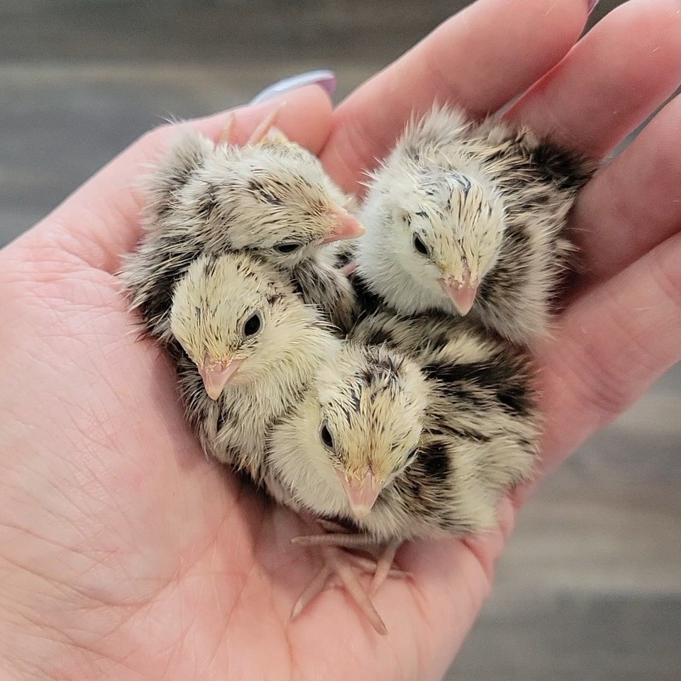 12+ Snowflake Bobwhite Quail Eggs | eBay