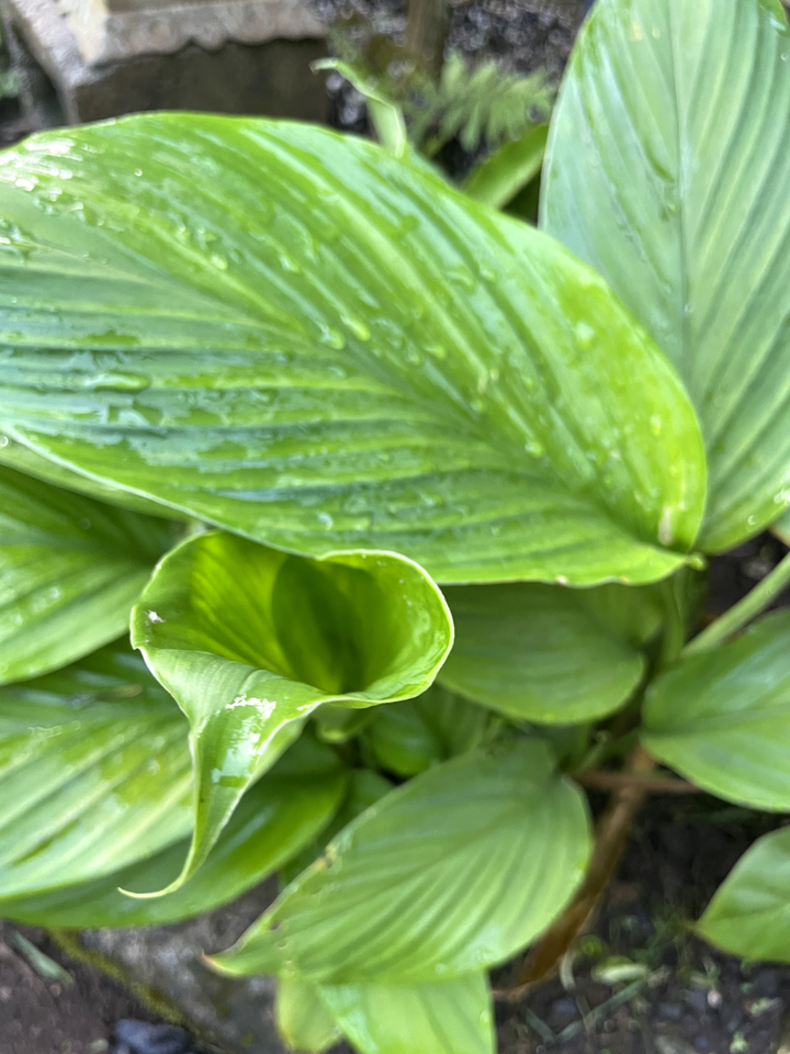 3 Fresh Hawaiian OLENA Turmeric Rhizomes Curcuma Longa Canoe Plant ...