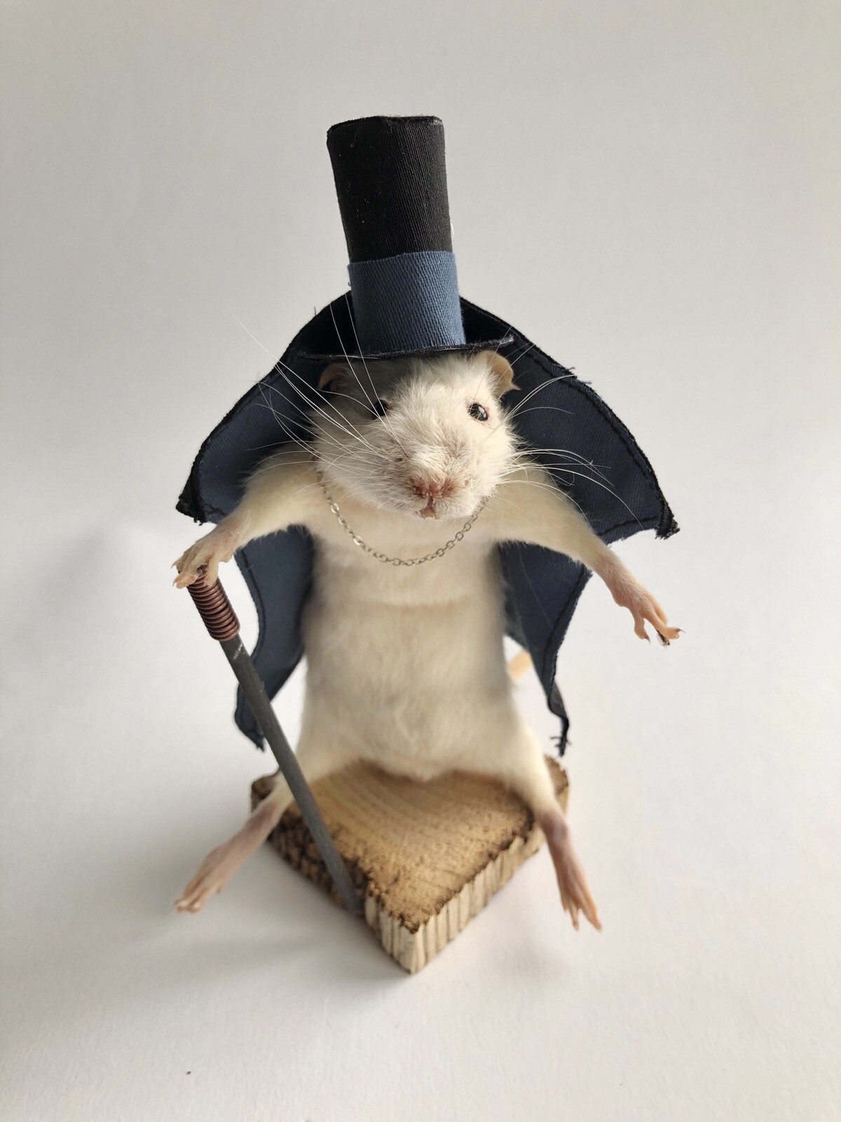 Taxidermy Mouse Top Hat, unique, cute, novelty, oddities, curiosity ...