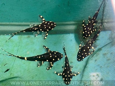 L155 Adonis Pleco / Acanthicus adonis - Live Aquarium Fish | eBay