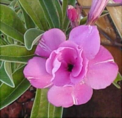 10 seeds of ADENIUM OBESUM HAPPY LILAC, Desert Rose + FREE GIFT | eBay UK