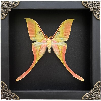 Black Framed Luna Moth Taxidermy Real Butterfly Specimens Framed Home ...