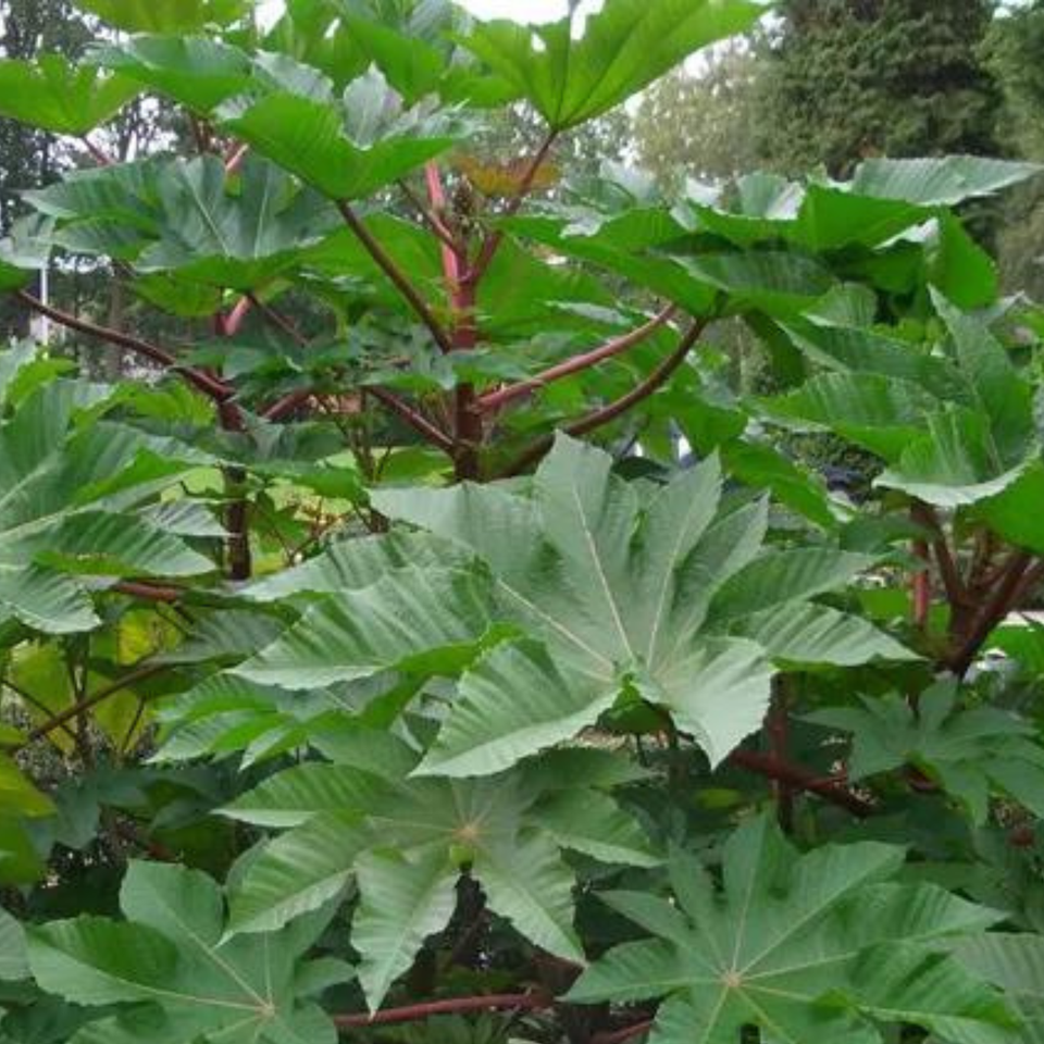 Dried Castor Leaves Powder Organic Ricinus Communis Ayurvedic Natural ...