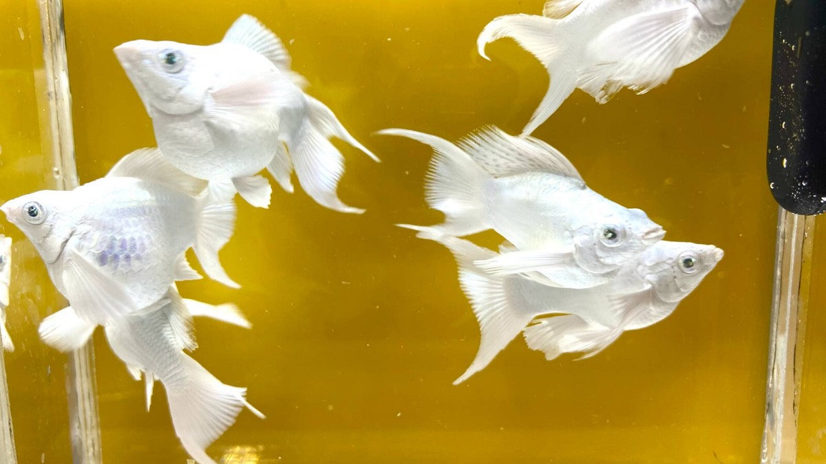White Molly Fish Babies