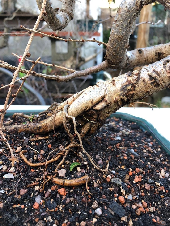 Japanese Larch Bonsai tree | eBay UK