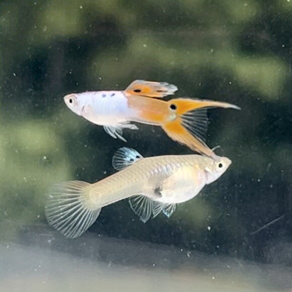 1x MALE - Live US Bred Guppy Fish High Quality - Silverado Red Double ...