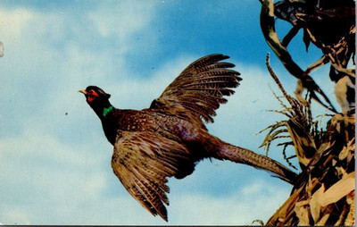 PHEASANT IN FLIGHT Fall Scene animal Postcard | eBay