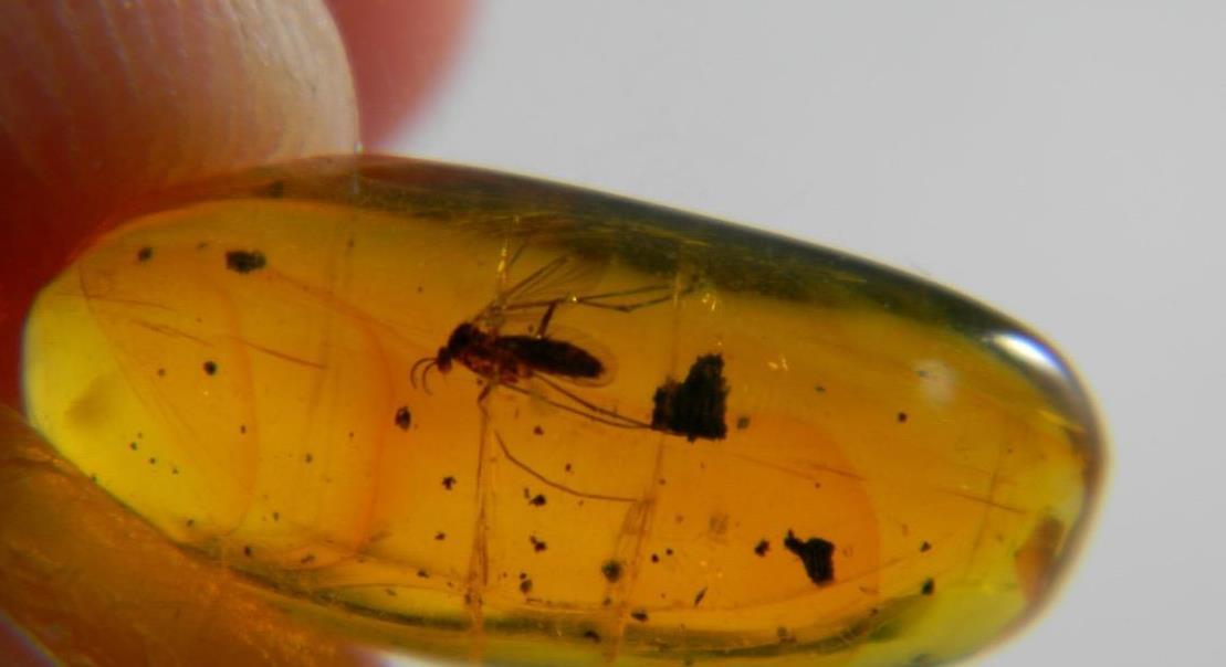 Amber Dominican Republic Nematocera Insect Rare 0.4g Authentic Bug ...