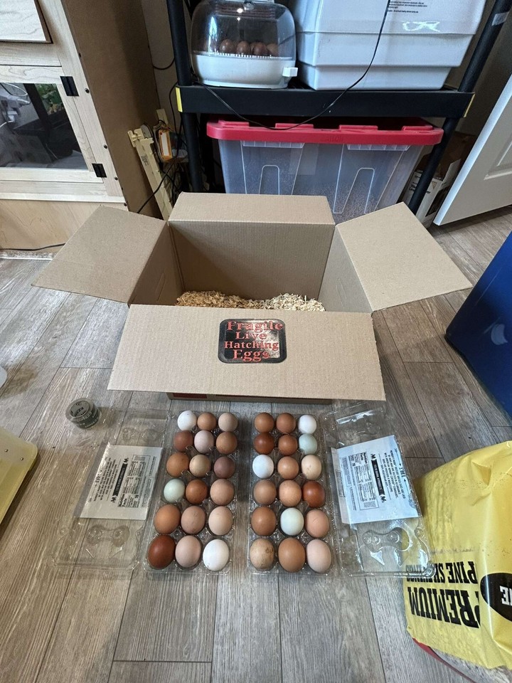 Fertile Hatching Eggs - 12+ Barnyard Mix, Lavender Orpington, Easter ...