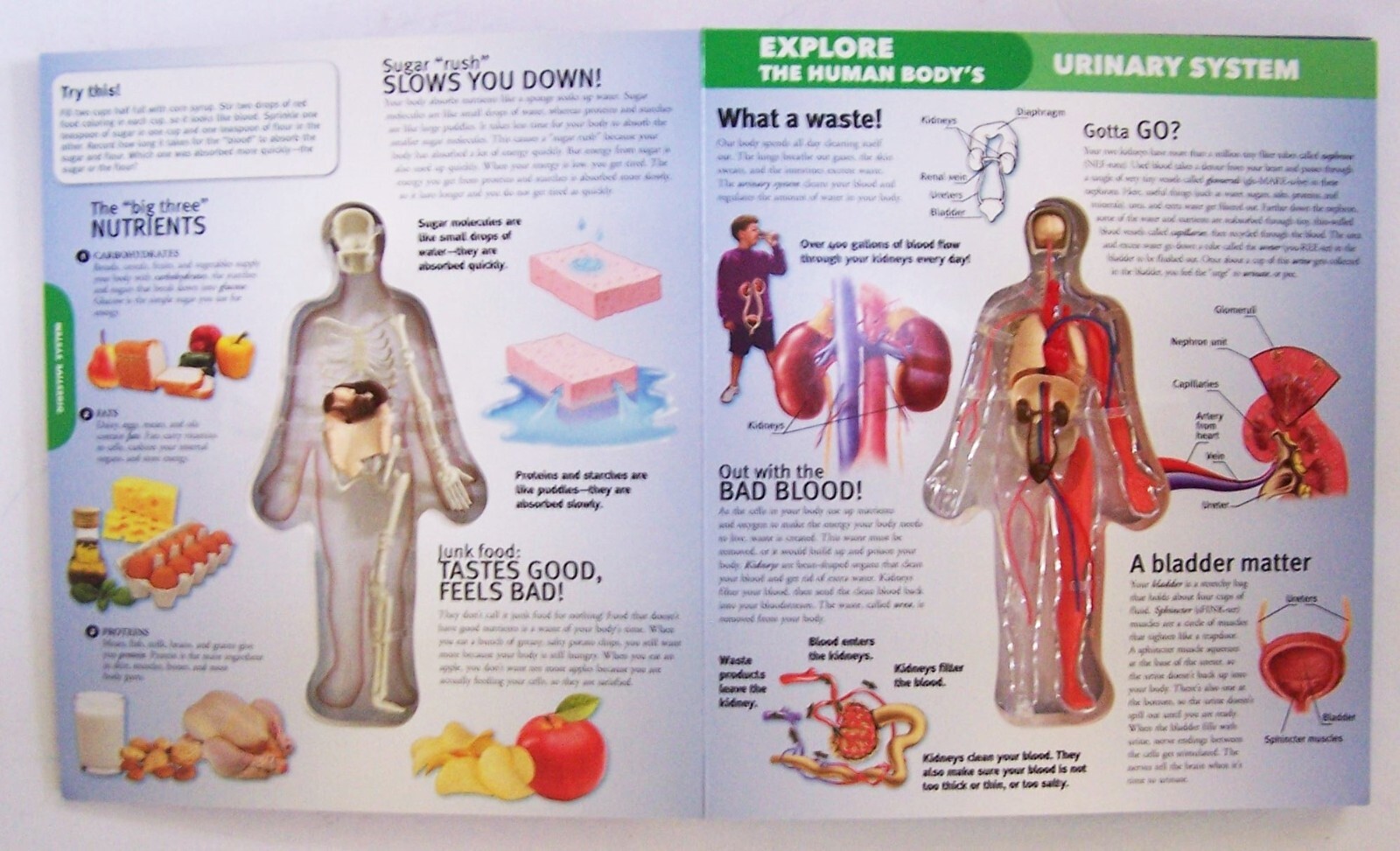 "Explore The Human Body" Anatomy Book | eBay