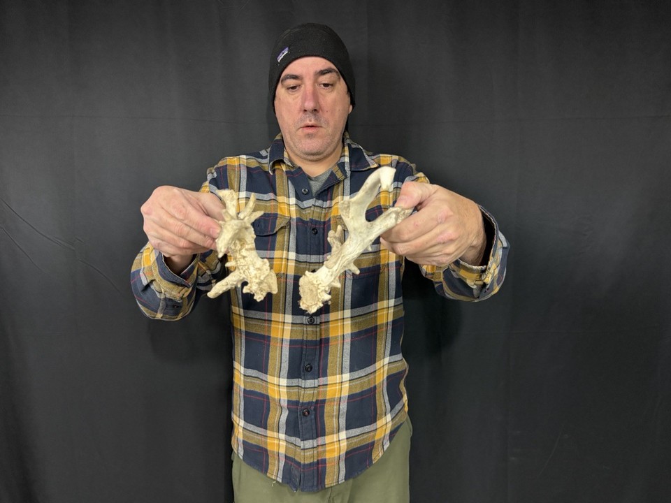 Mini Freak Set Whitetail Deer Sheds Antlers Taxidermy Jackalope Mount ...