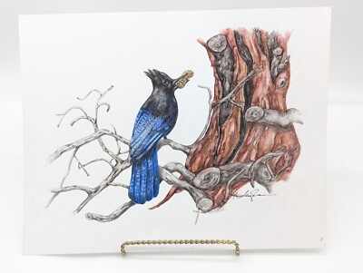 Original Drawing Ink Watercolor By Nancy M. Lutes Stellar Jay Manzanita ...