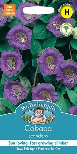 Cobaea scandens 20 fresh seeds cobea seeds flower seeds mr fothergills ...
