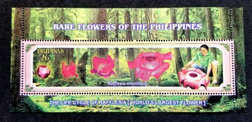 *FREE SHIP Philippines Rare Flowers 2007 Rafflesia Flora Plant Tree (ms ...