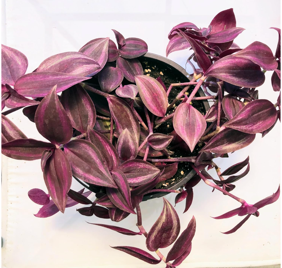 Dark Red Zebrina Wandering Jews Tradescantia 5 Cuttings, in 2" or 4 ...