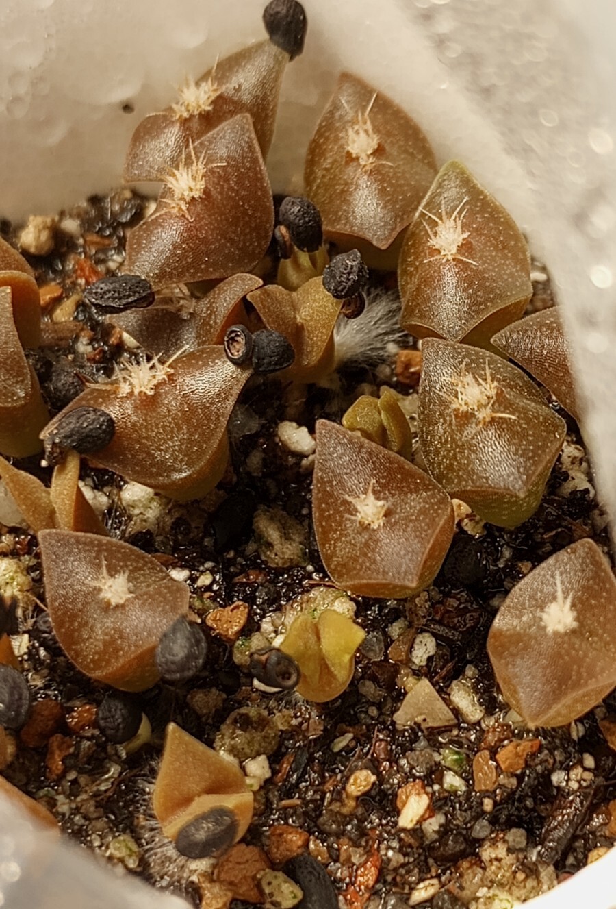 PENIOCEREUS GREGGII *25 seeds* Night Blooming Cereus Tuber Caudex ...