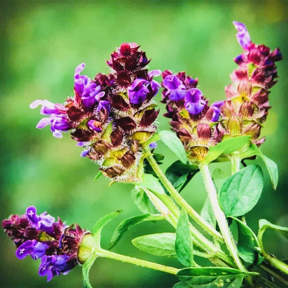 Allheal Seeds - Prunella vulgaris - Medicinal Herb Seeds - Heal All | eBay