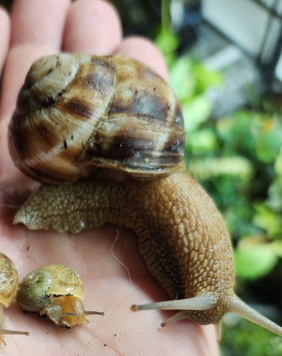 2 Hatchling Turkish Live Land Snails Helix Lucorum Fast Free 2 Day Ship ...