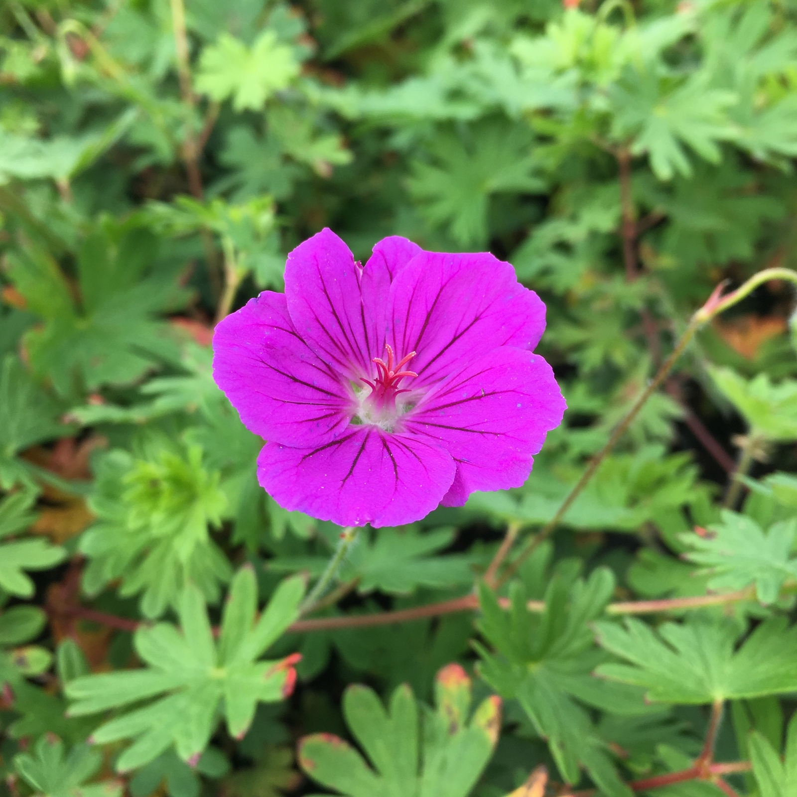 Geranium sanguineum x psilostemon 'Tiny Monster' Blutstorchschnabel ...