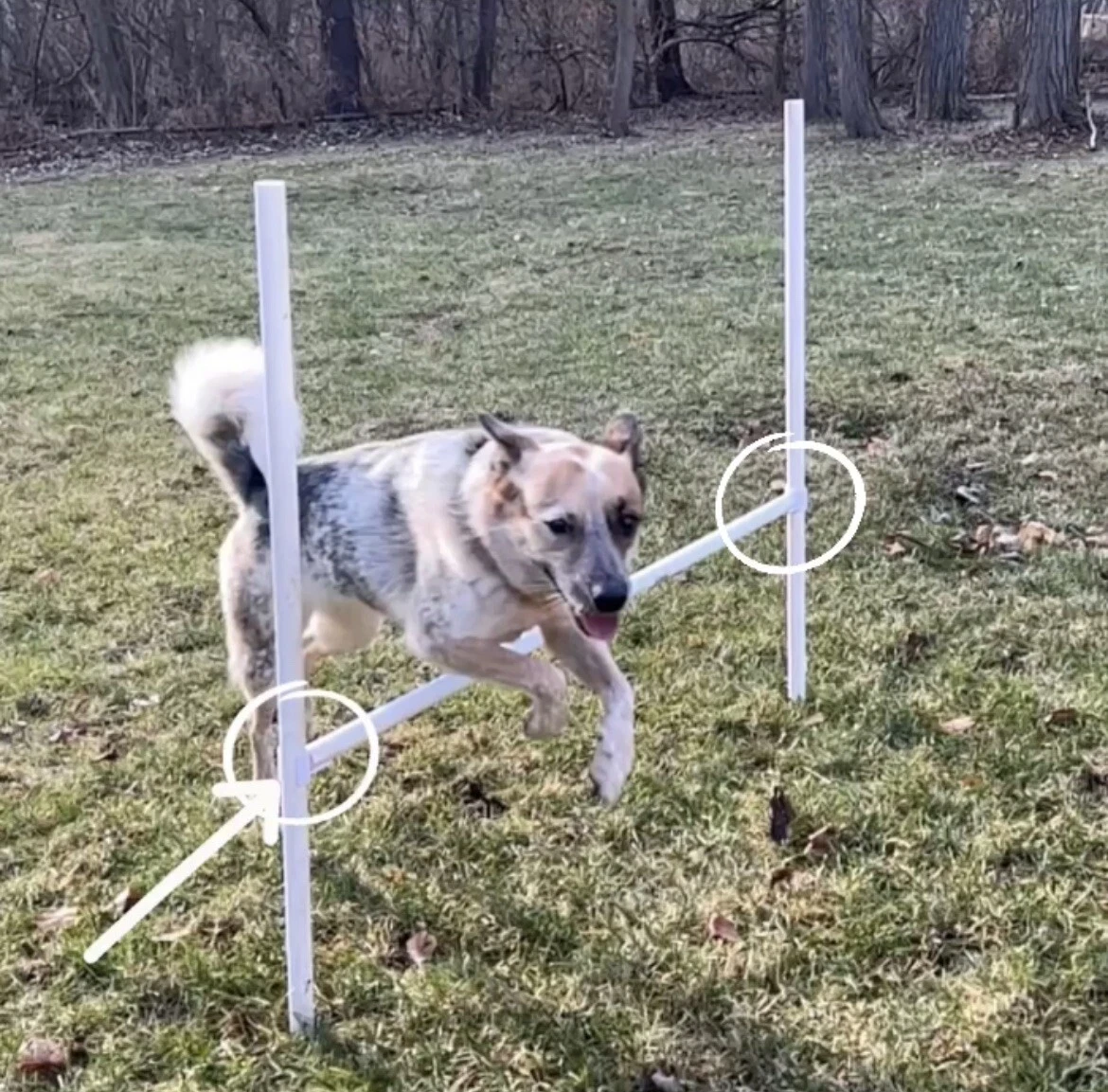 Dog Jumping Poles