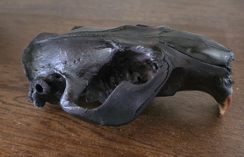 Prehistoric Beaver Castor Canadenis Fossil Skull | eBay