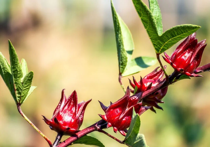 Hibiscus cannabinus Ruby Red | 10_Seeds | eBay