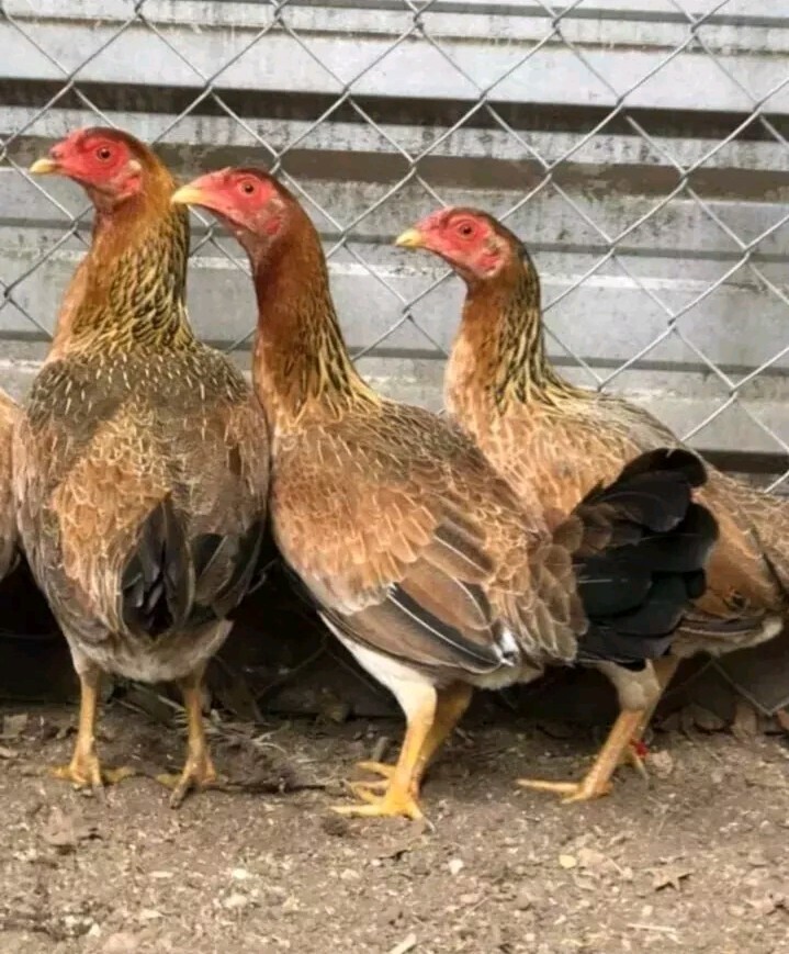 8 PURE COBRA ASIL CHICKEN HATCHING EGGS ED FLYNT ORIENTAL GAMEFOWL ...