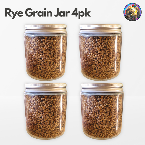 Sterilized Rye Grain Spawn Mushroom Growing Jars 4 PACK | eBay Australia