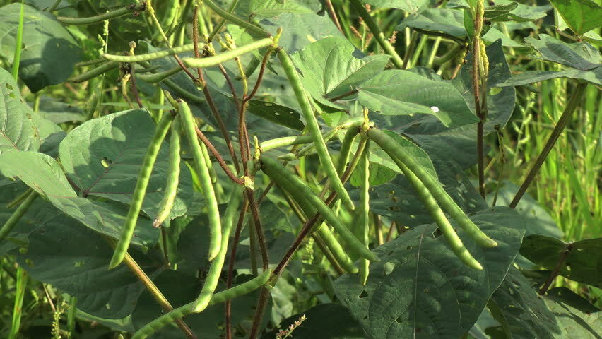 Moong Plant
