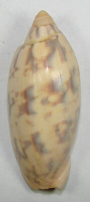 VOLUTA CAROLI 66.50mm SUPER CHOICE SPECIMEN Queens Beach, Bowen, Qld ...