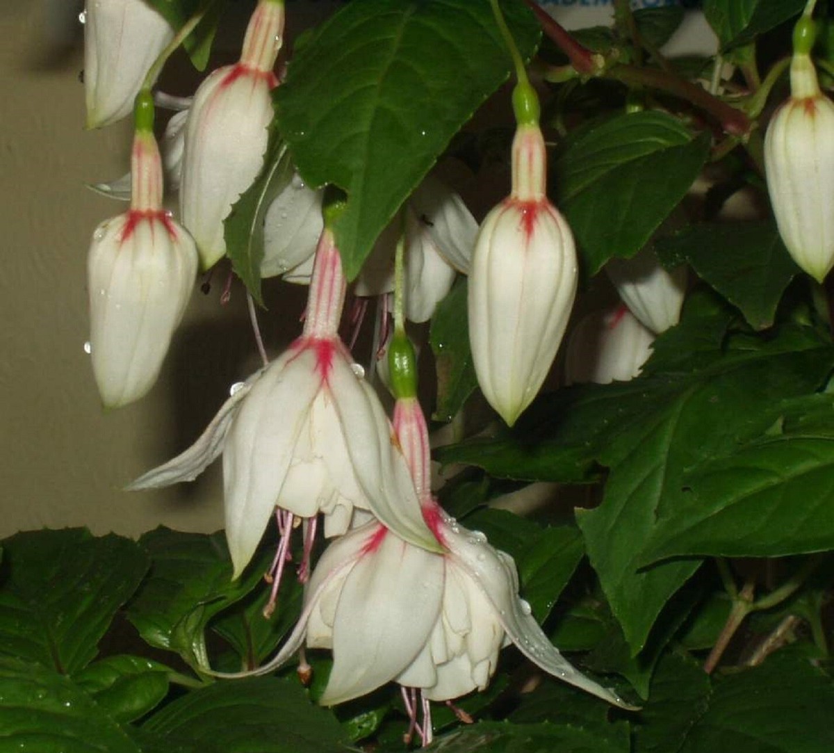 Fuchsia Happy Wedding Fuchsia Gardens At Eldo Farm