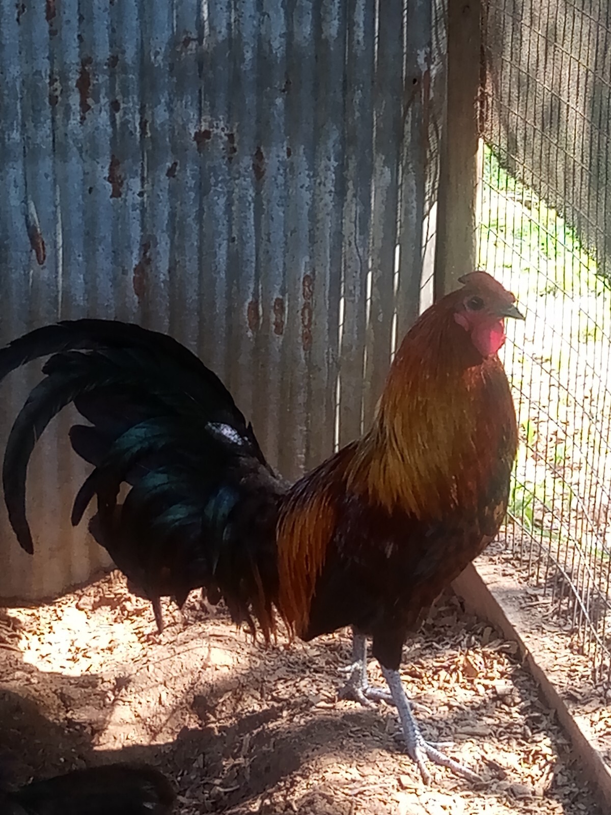 Gamefowl Chicken hatching eggs 8-pure Wingate Brownreds | eBay