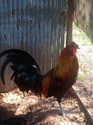 Livestock Supplies - Gamefowl