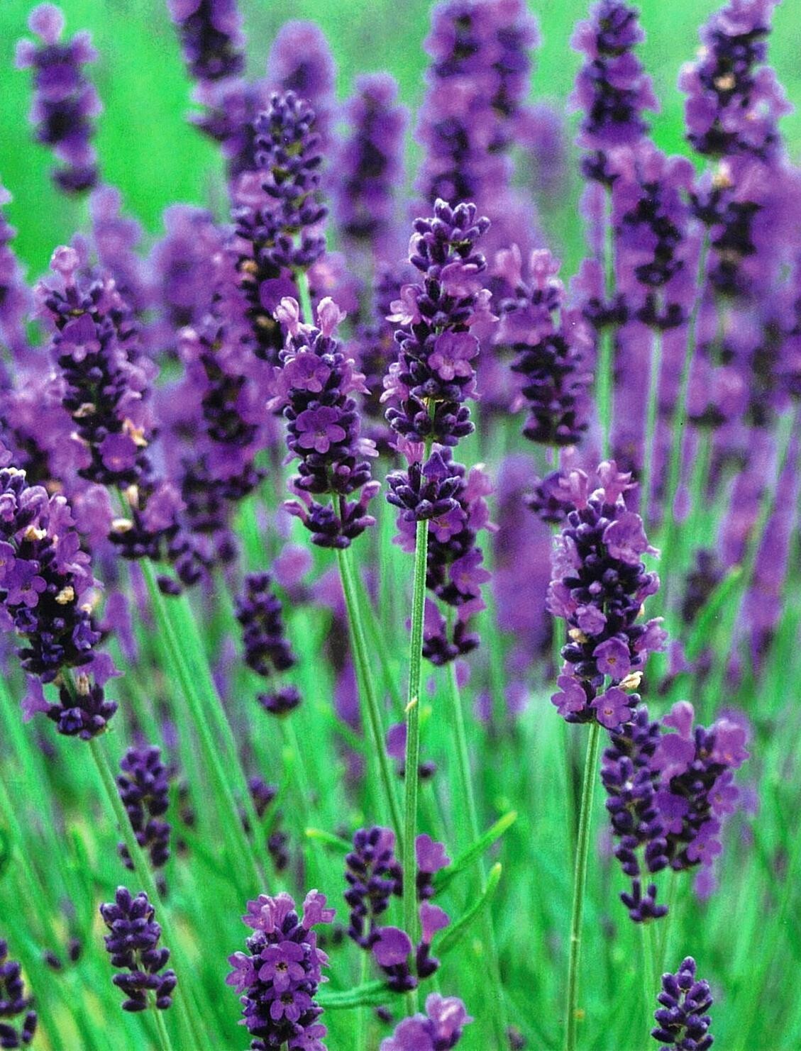 6 LAVENDER PERENNIAL PLANTS, 9CM POTS HARDY, EASY TO GROW | eBay UK