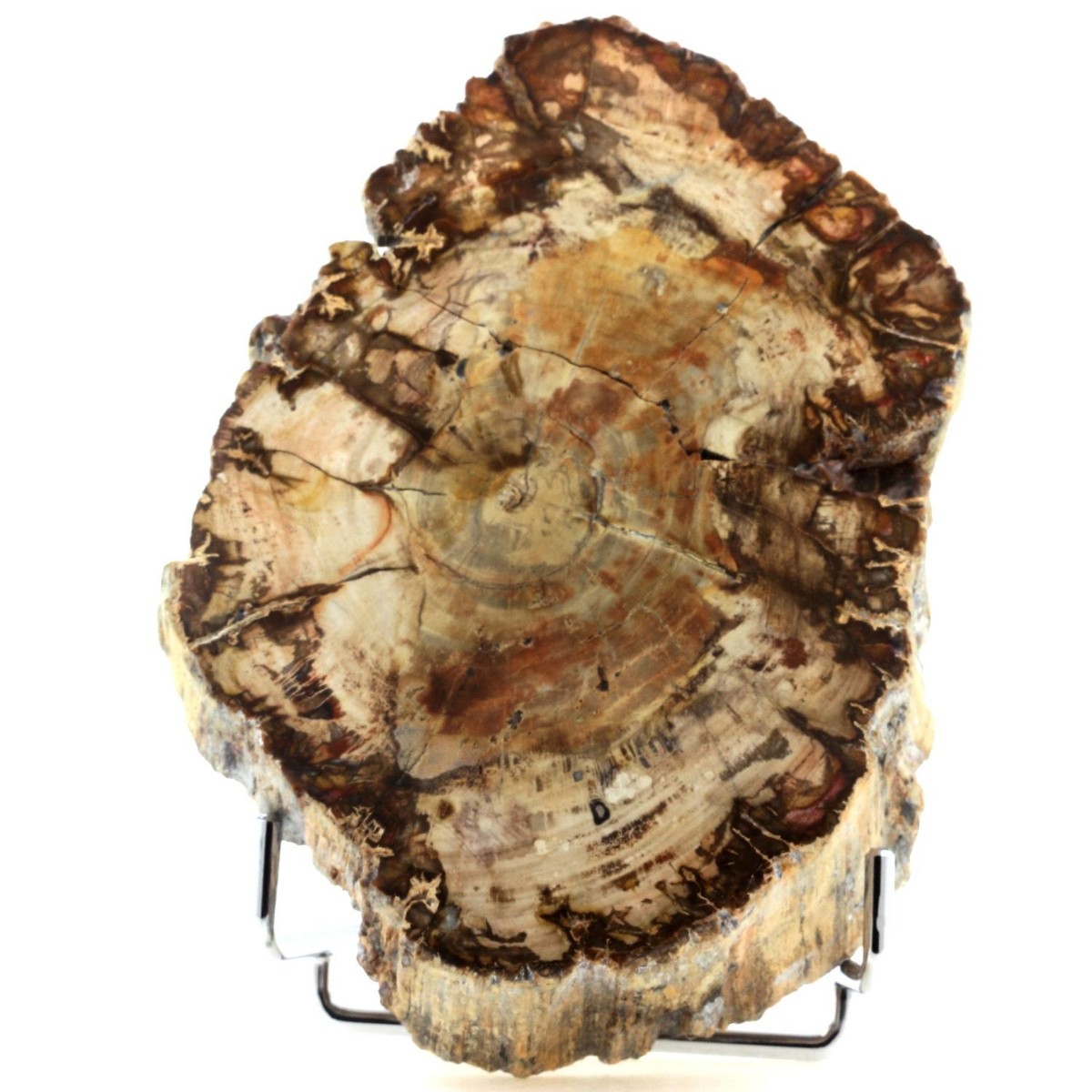 Tipos De Madera Petrificada Madera Petrificada Madera Fosilizada
