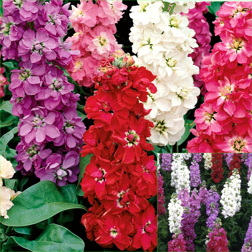 STOCK DWARF TEN WEEK MIXED 55 Seeds Grow FLOWERS Beautiful GARDEN | eBay