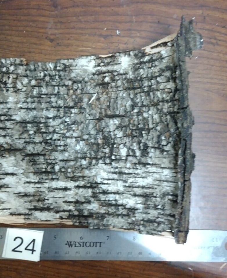 Natural White Silver Birch Bark Sheet Strip Sustainably Harvested Craft ...