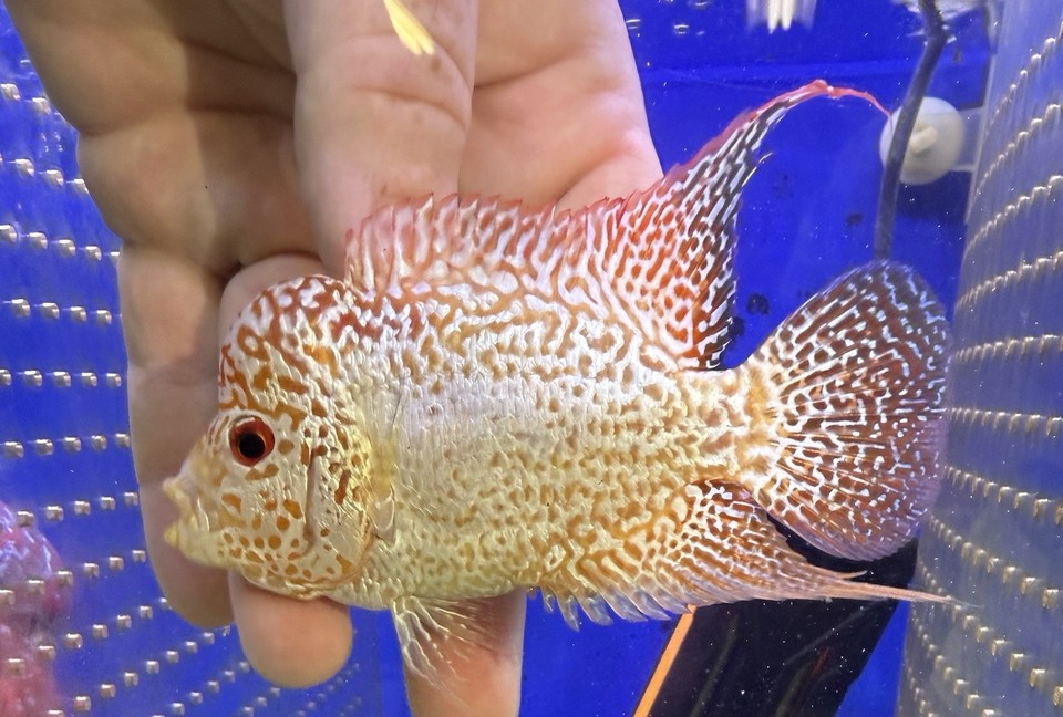 *Super VIP Gold Base Kamfa Flowerhorn*Highest Quality 3.5” Full face ...